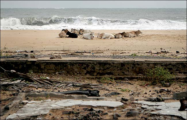 Sangam.org - Ilankai Tamil Sangam